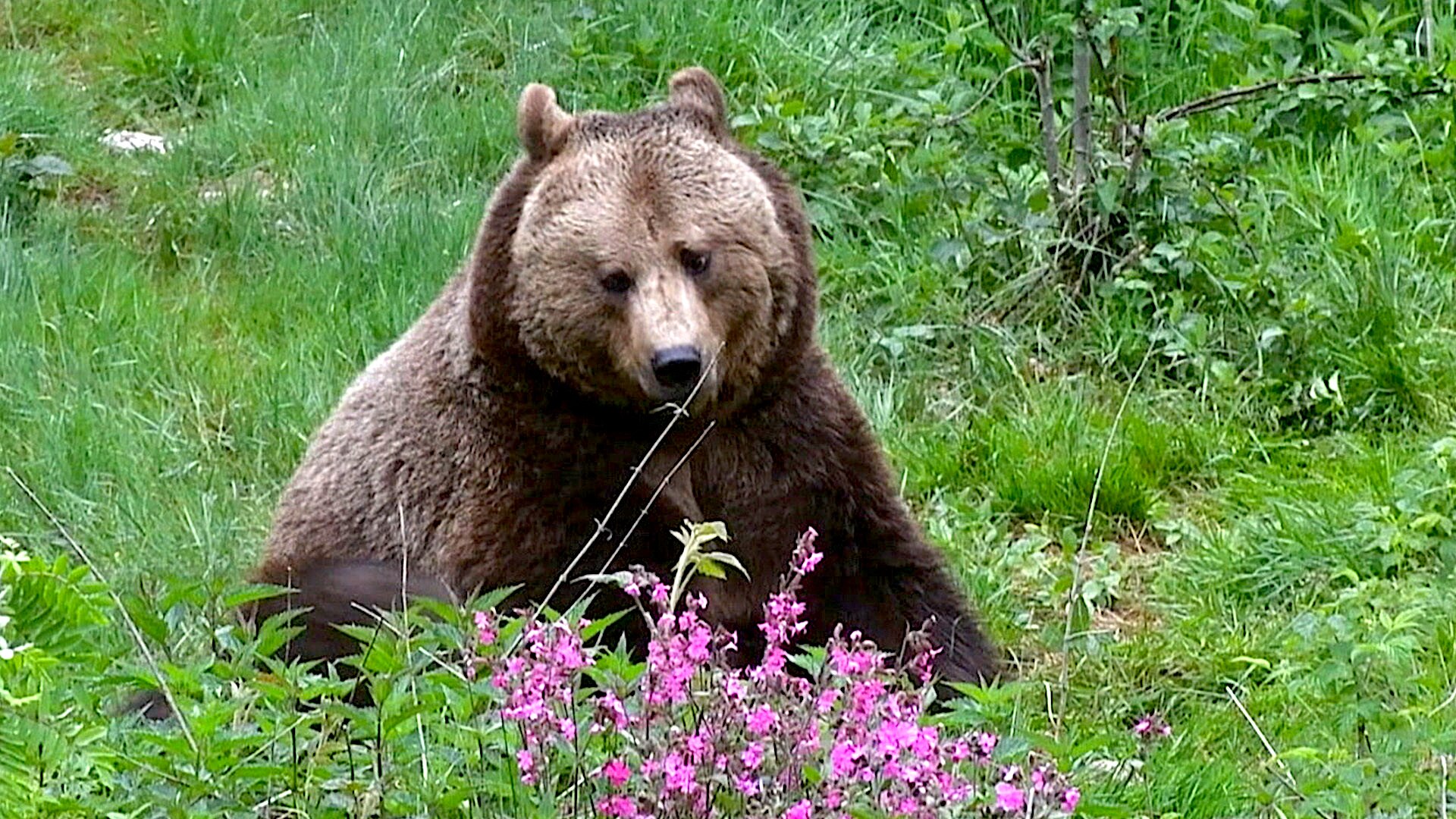 Watch Wild Child Episode: A BEAR-y Merry Holiday! - NBC.com