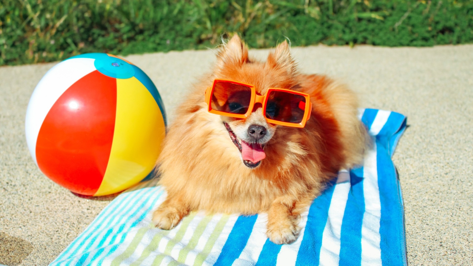 Watch Hoy Día Highlight: Cuida a tus perritos de sufrir un golpe de ...