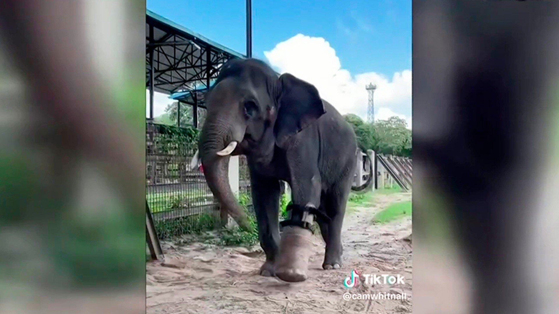 Watch Al Rojo Vivo Highlight: Chouk: el elefante de Camboya que ha ...