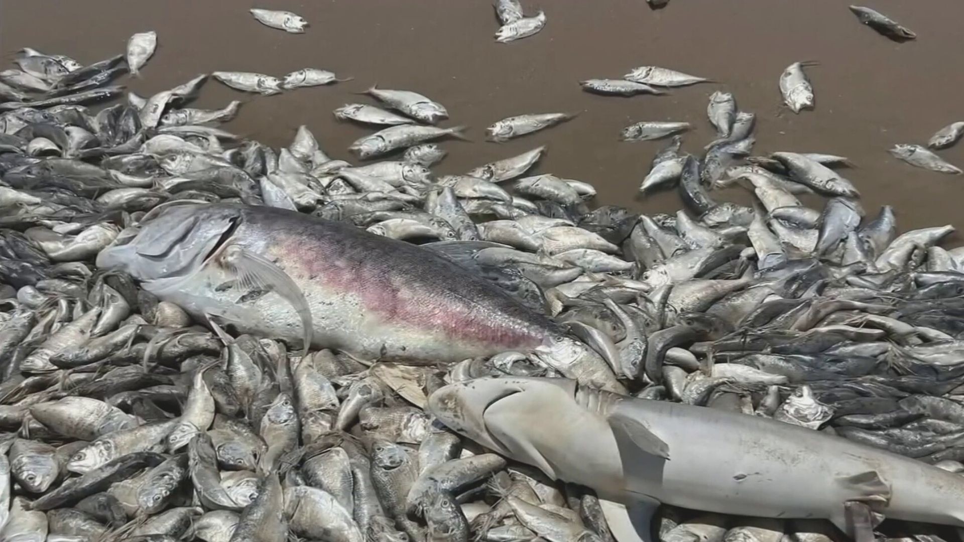 Watch Noticias Telemundo En La Noche Highlight: "Huele bastante a ...