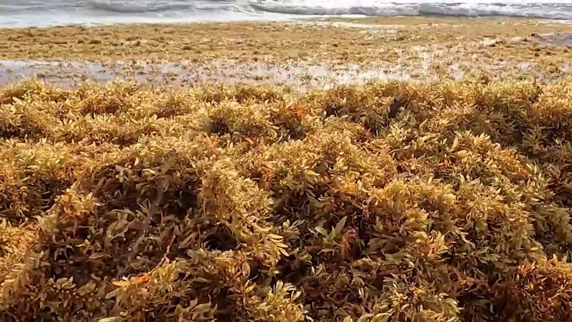 Watch TODAY Excerpt: Massive seaweed bloom heads for Florida beaches - NBC.com