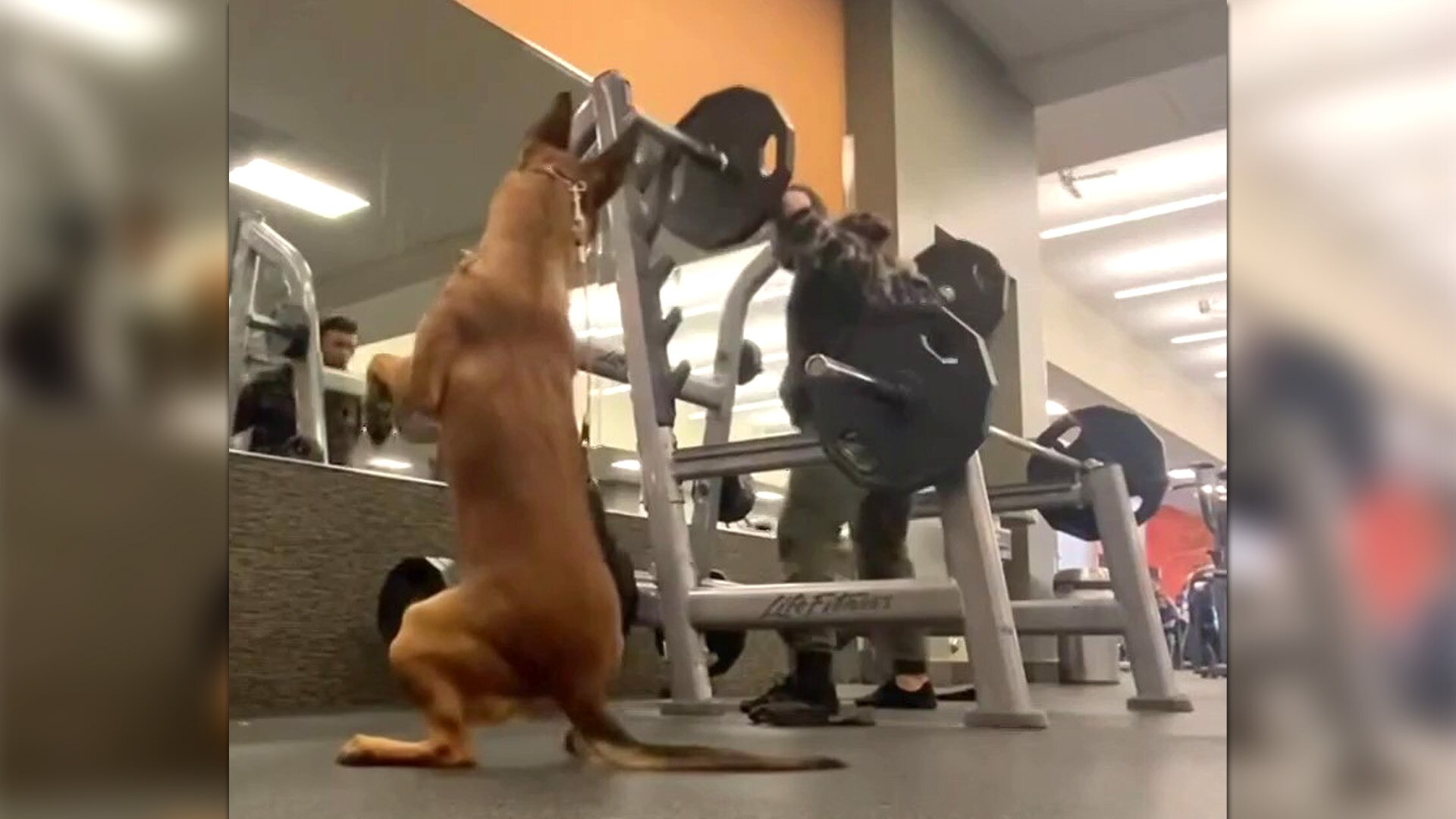 Watch TODAY Excerpt: Dog does squats with her owner at the gym - NBC.com