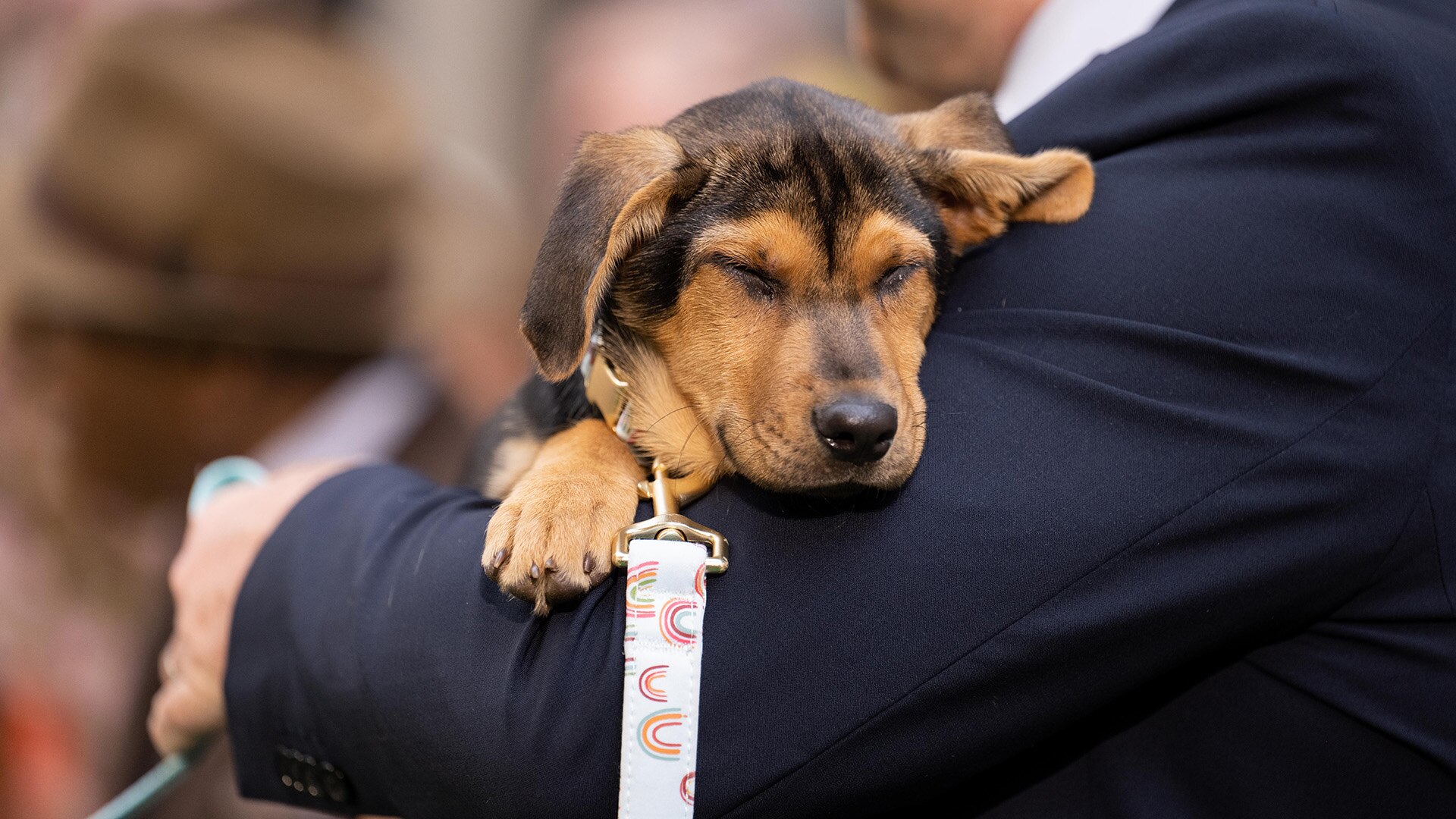 Watch TODAY Excerpt: How to keep your new puppy safe, healthy and happy ...