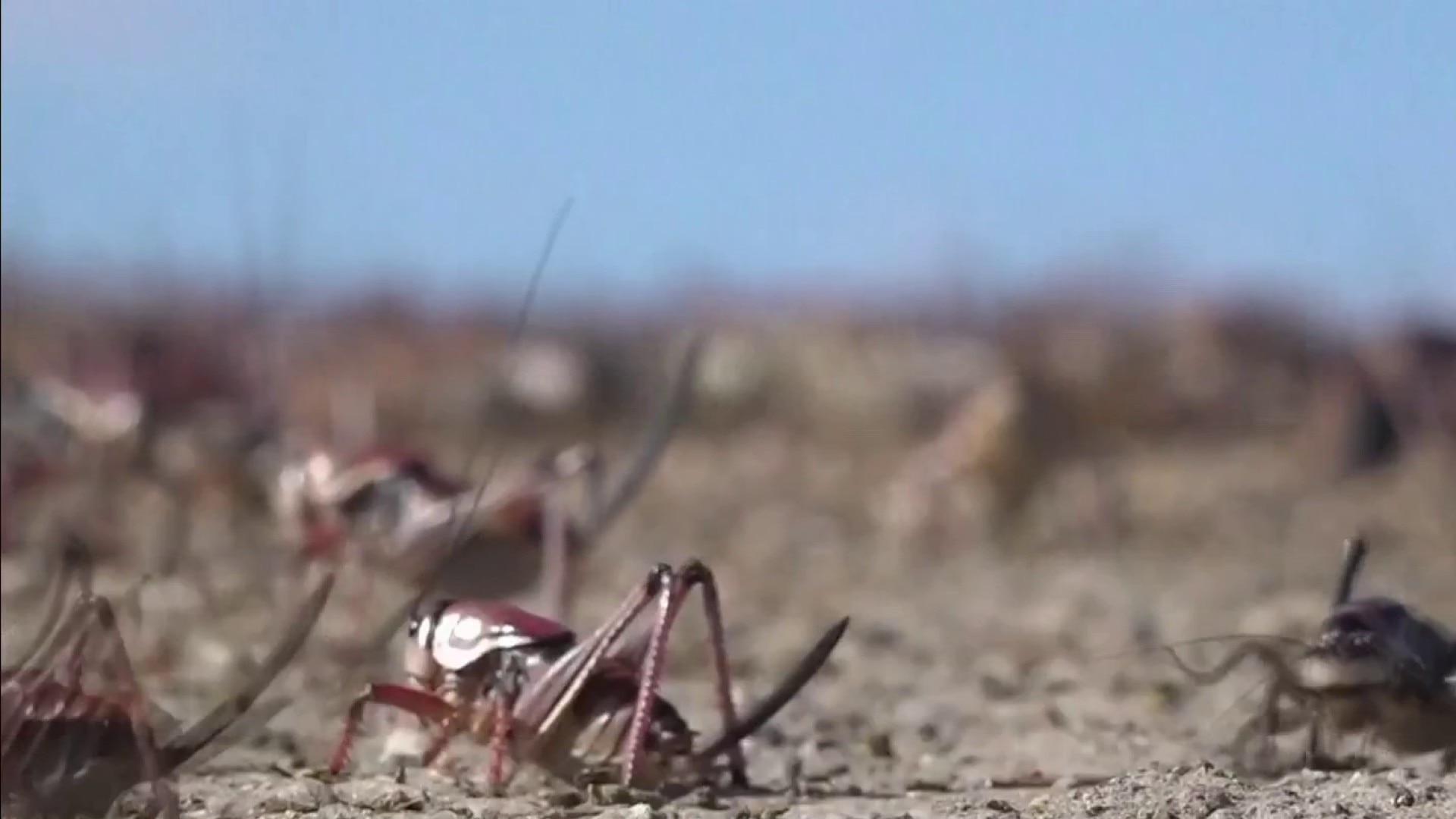 Watch Noticias Telemundo Highlight: En video: Miles de grillos mormones ...