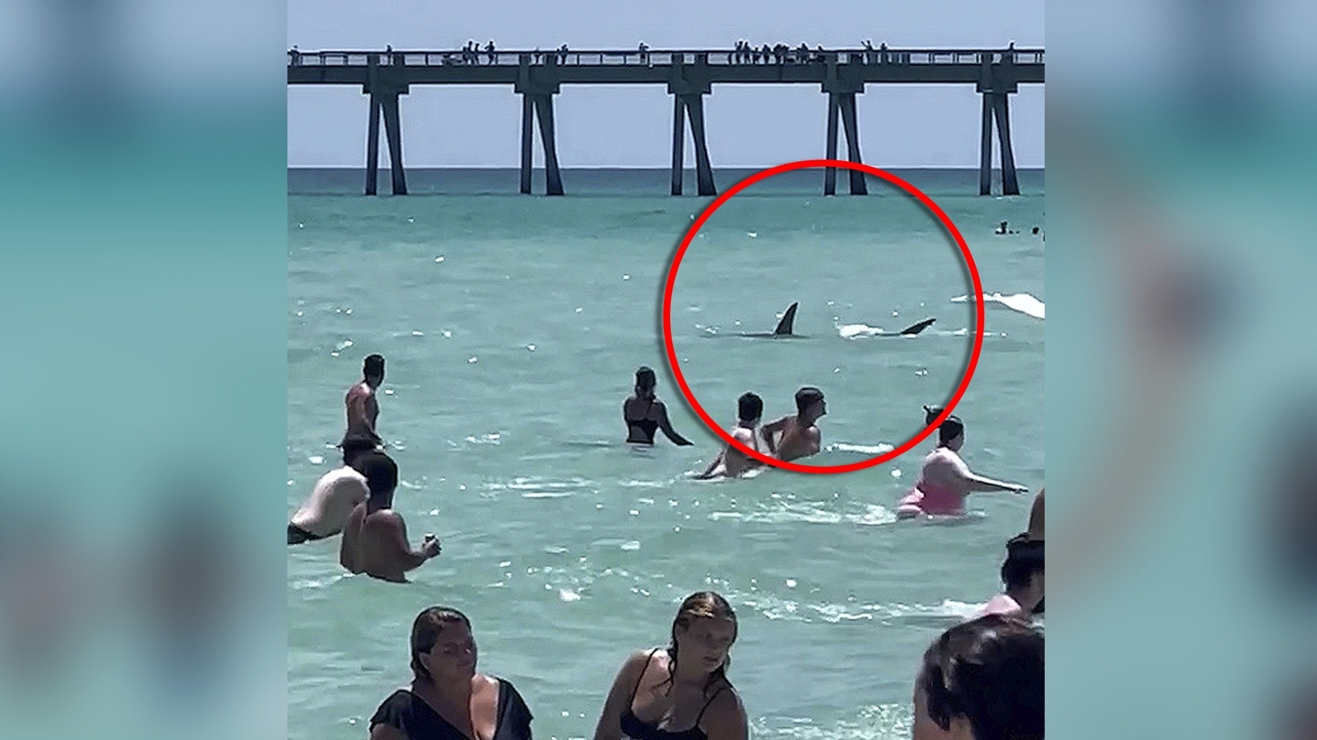 Watch Noticias Telemundo Highlight: Alarma por ataques de tiburones: si se topa con uno ...