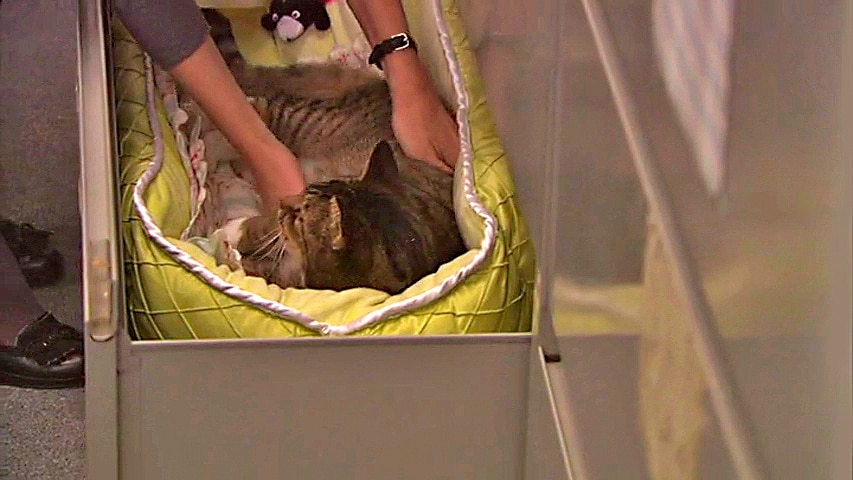 The Office: Angela's Crazy for Cats Photo: 608256 - NBC.com