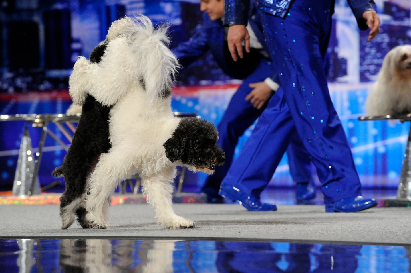 America's Got Talent: Olate Dogs Photo: 532351 - NBC.com