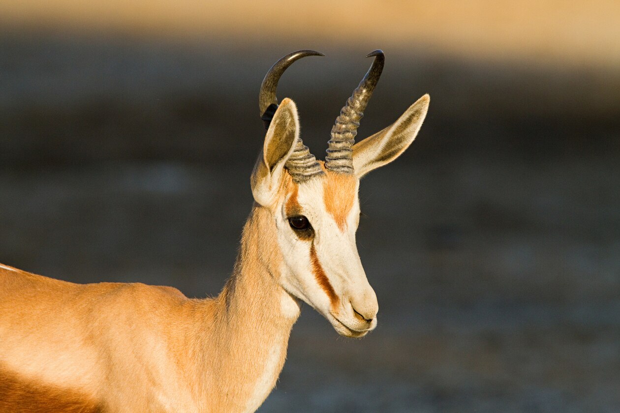 Grimm: Animal Elixirs Photo: 263481 - NBC.com