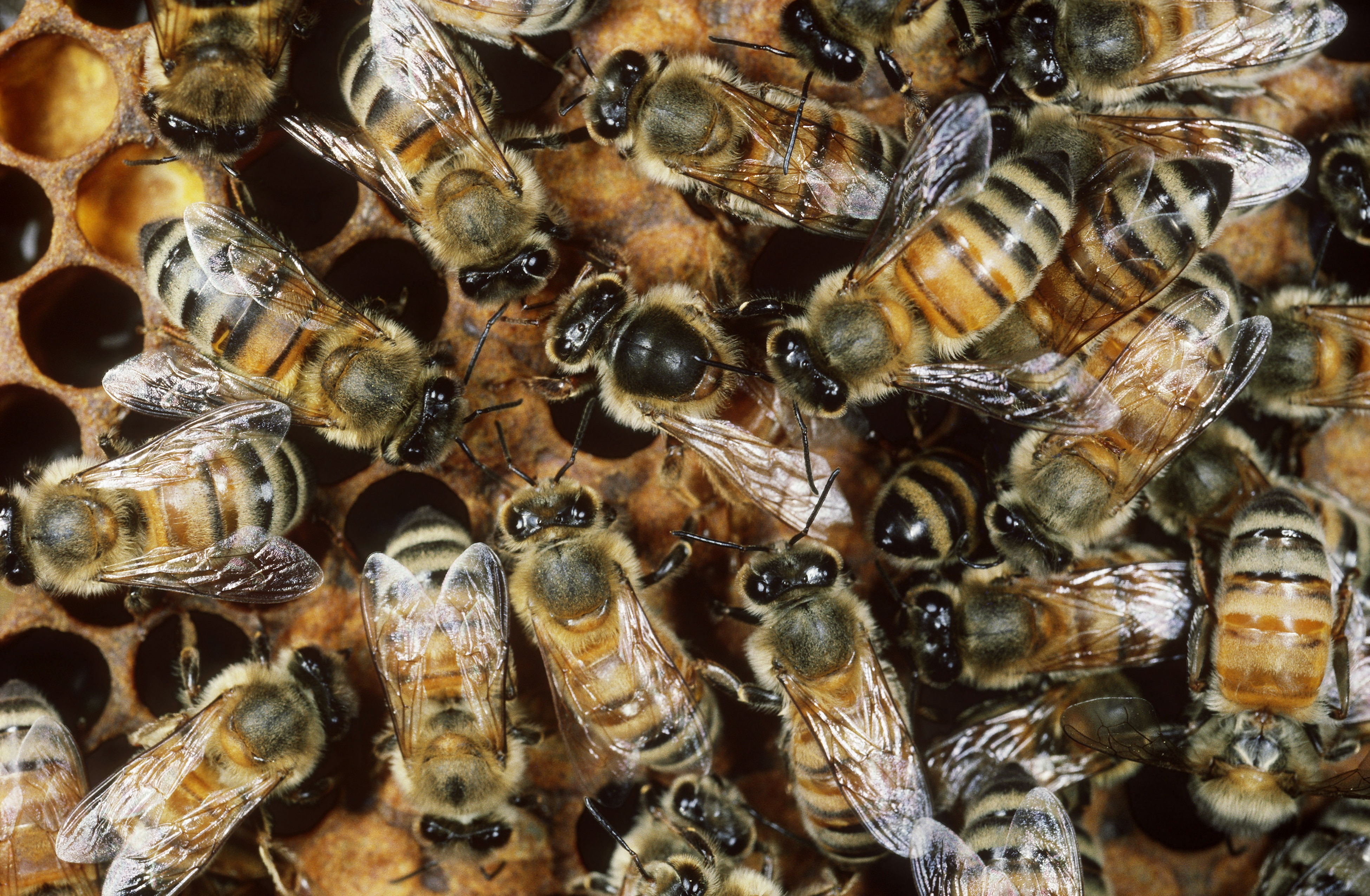 Grimm: All About Bees Photo: 259856 - NBC.com