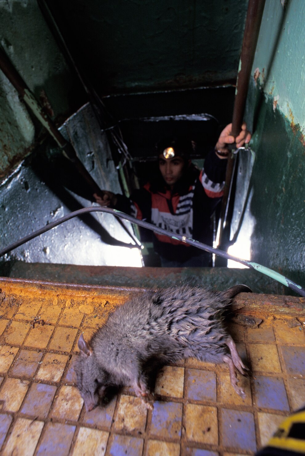 Grimm: Rats in Literature Photo: 260316 - NBC.com