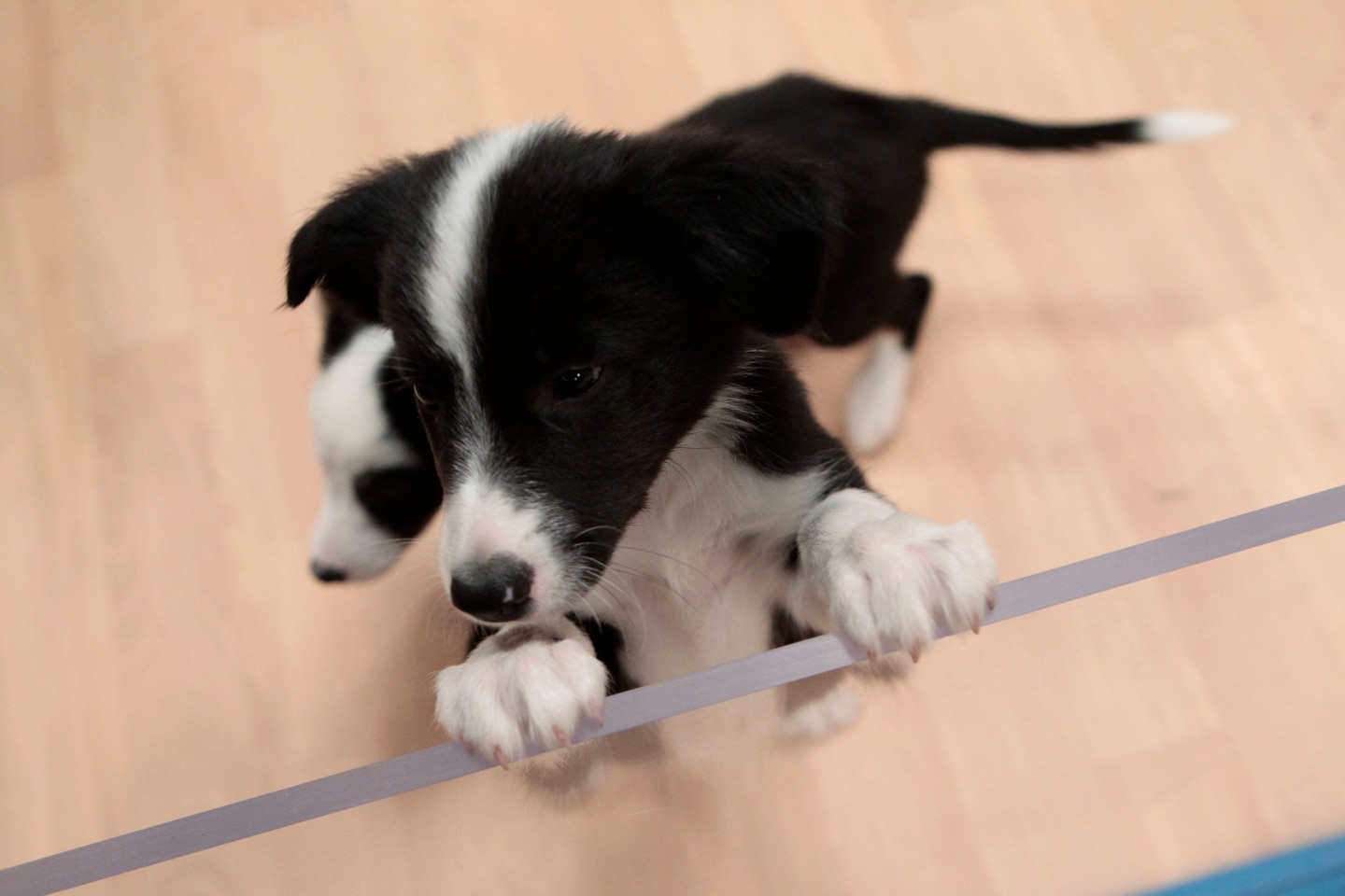 Whitney: Puppy Love Photo: 947161 - NBC.com