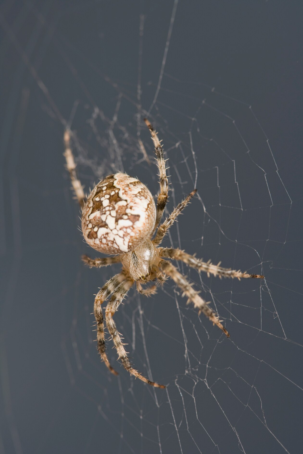 Fear Factor: When Fear Is a Factor Photo: 476831 - NBC.com