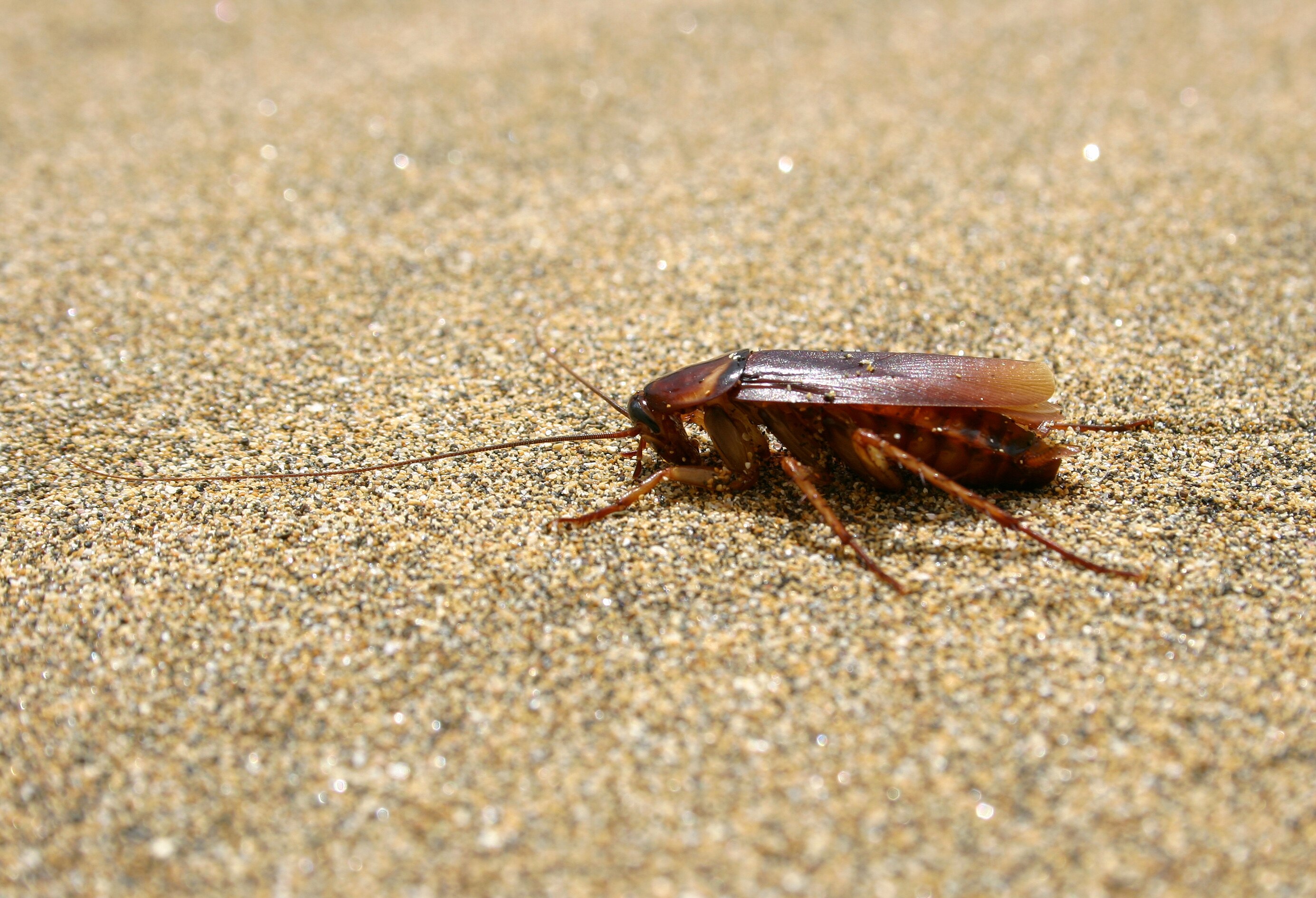 Fear Factor: Know Your Roach Photo: 476916 - NBC.com