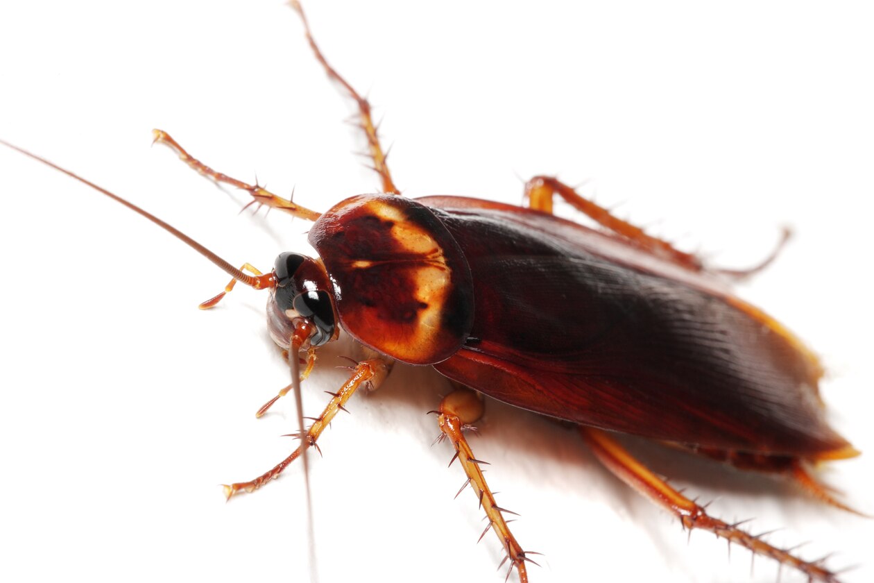 Fear Factor: Know Your Roach Photo: 476926 - NBC.com