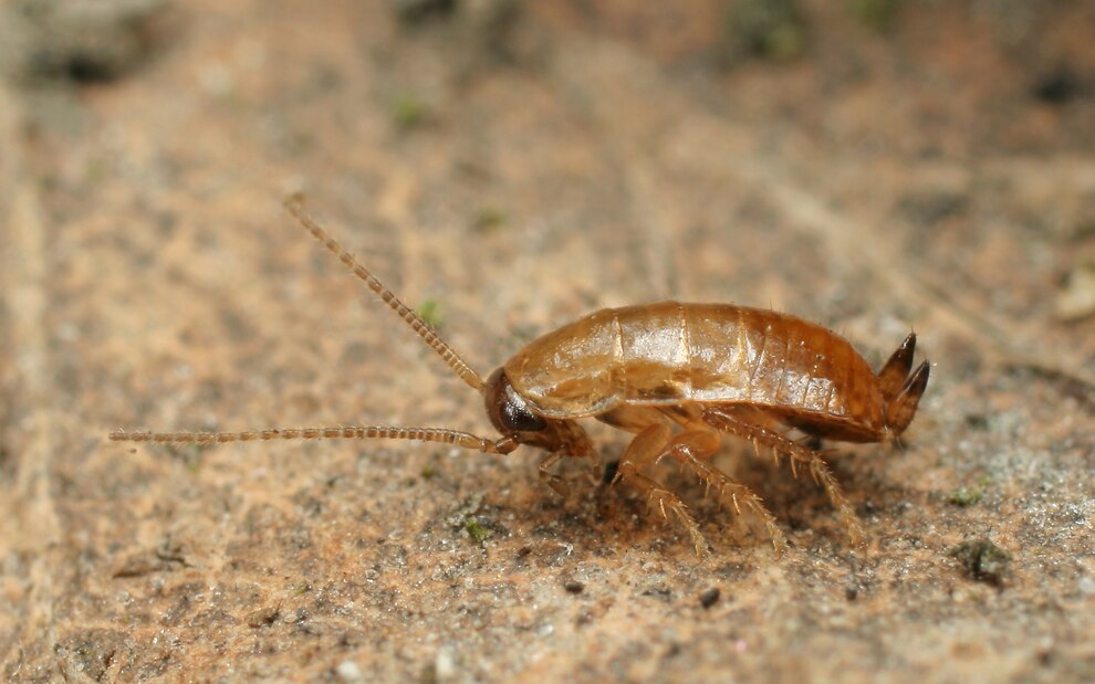 Fear Factor: Know Your Roach Photo: 476896 - NBC.com