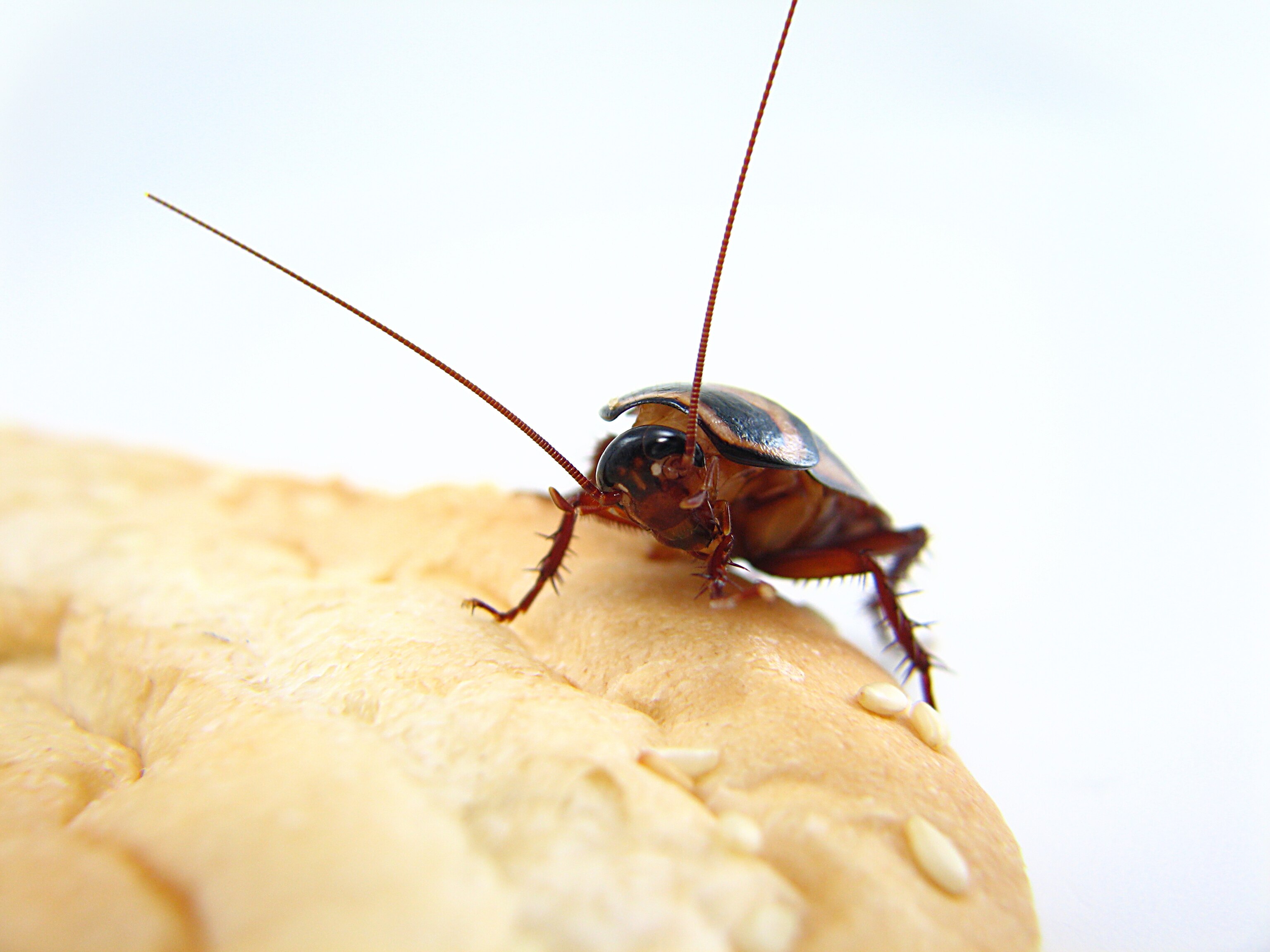 Fear Factor: Know Your Roach Photo: 476936 - NBC.com